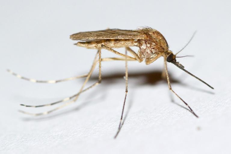 Экзотическая лихорадка может проникнуть в Россию